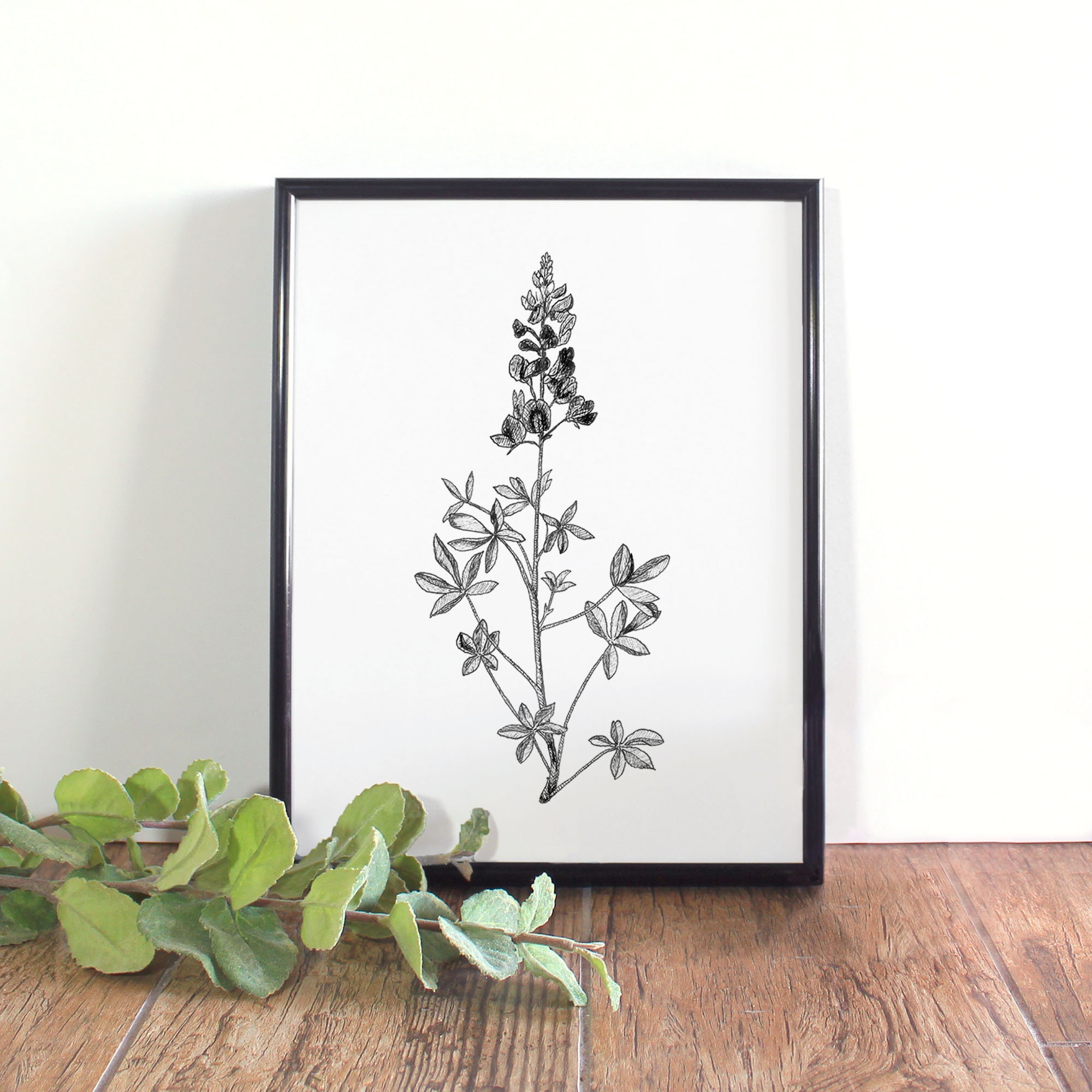 Bluebonnet Botanical Illustration Botanical Wall Art Black | Etsy