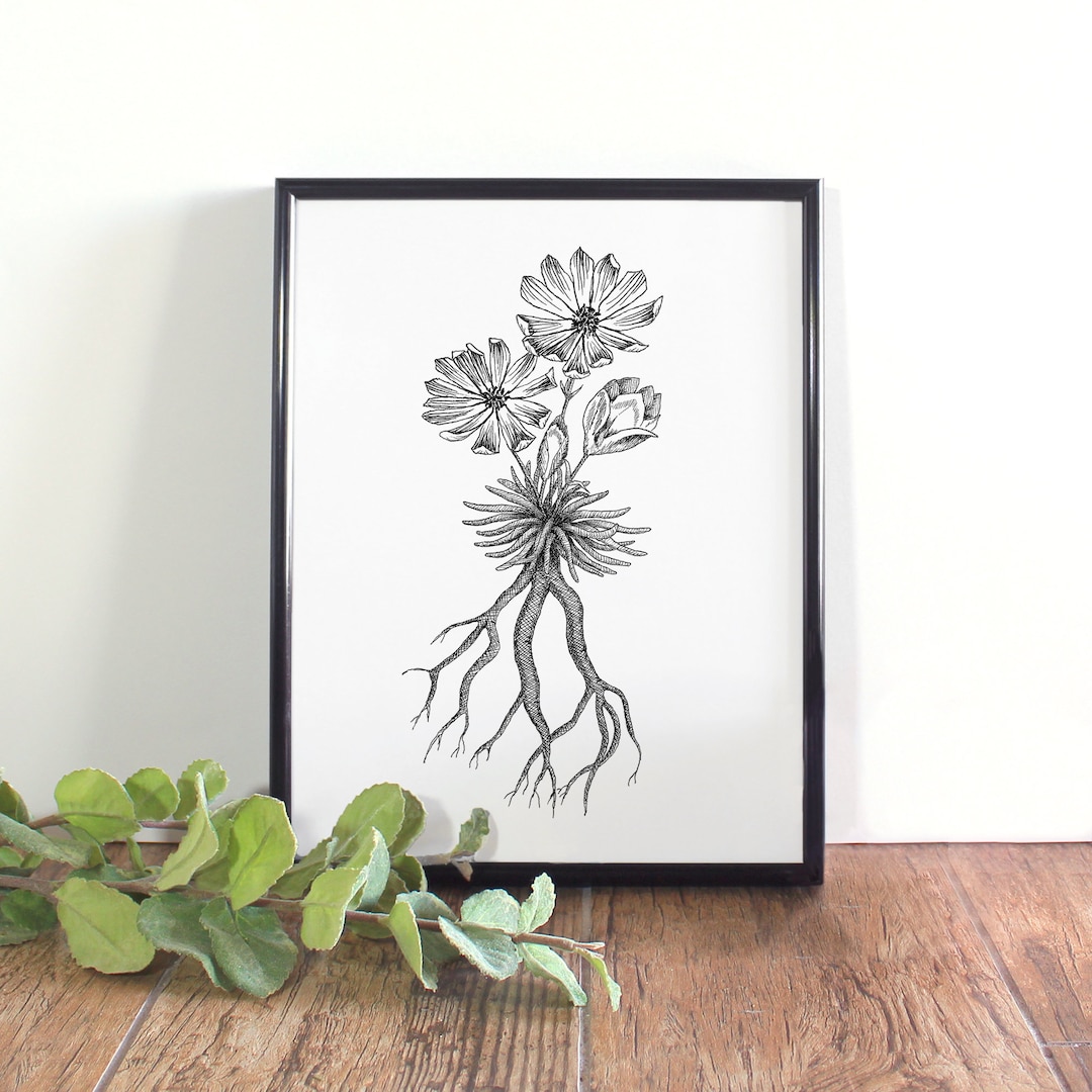 Bitterroot Botanical Illustration, Botanical Wall Art, Black and White ...
