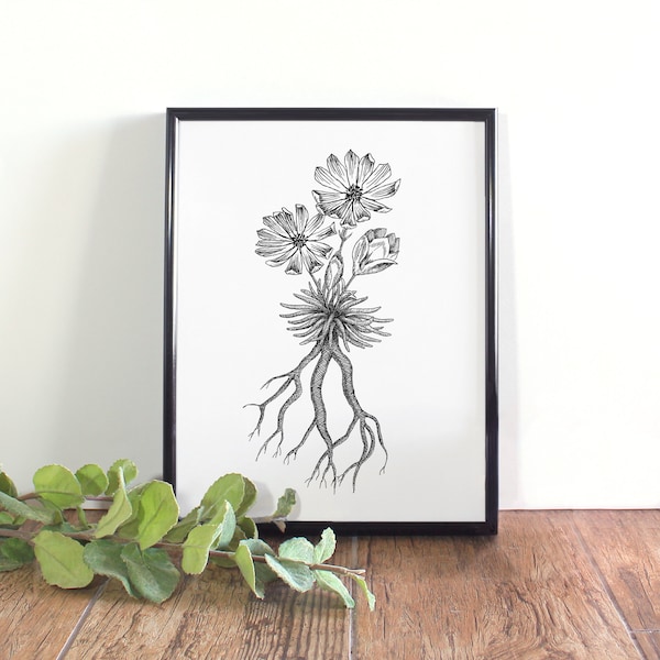 Bitterroot Flower - Etsy