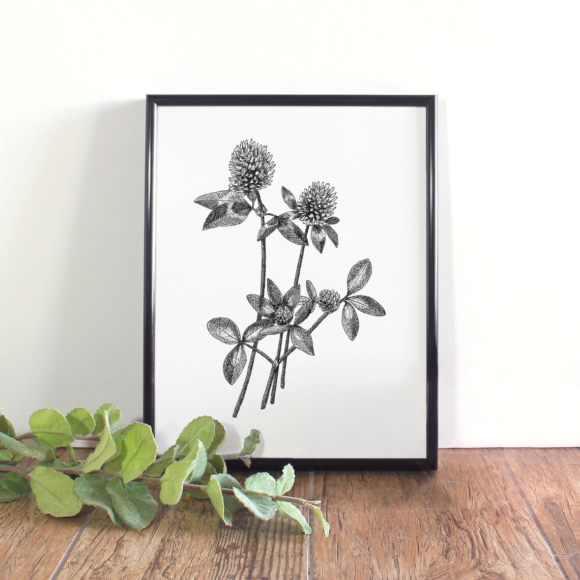 Red Clover Botanical Illustration Wall Art Black and White - Etsy