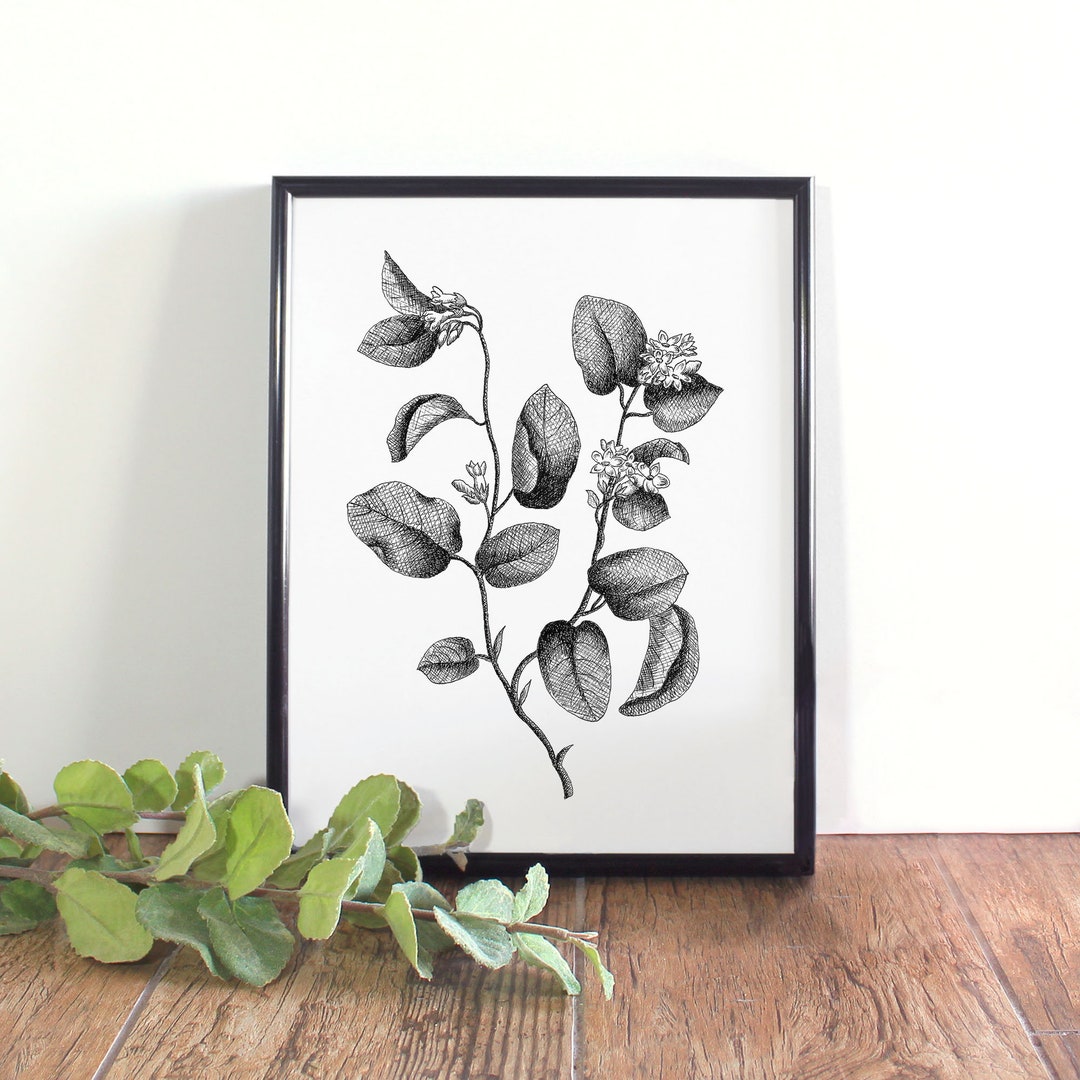Mayflower Botanical Print, Massachusetts State Flower Art (digital ...