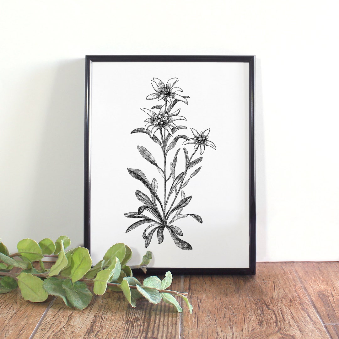 Edelweiss Botanical Illustration, Botanical Wall Art, Black and White ...