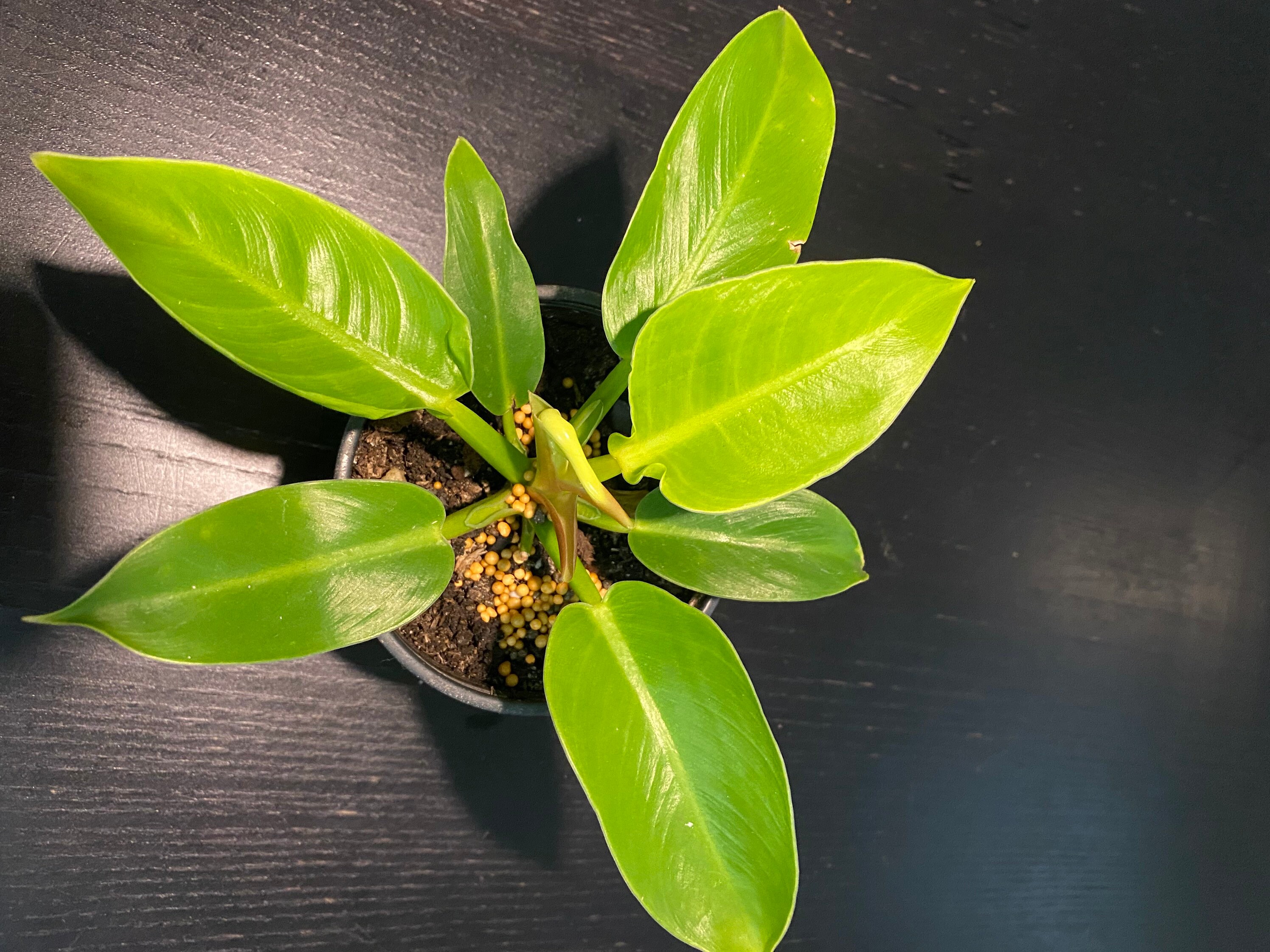 Golden Goddess Philodendron 4 pot | Etsy