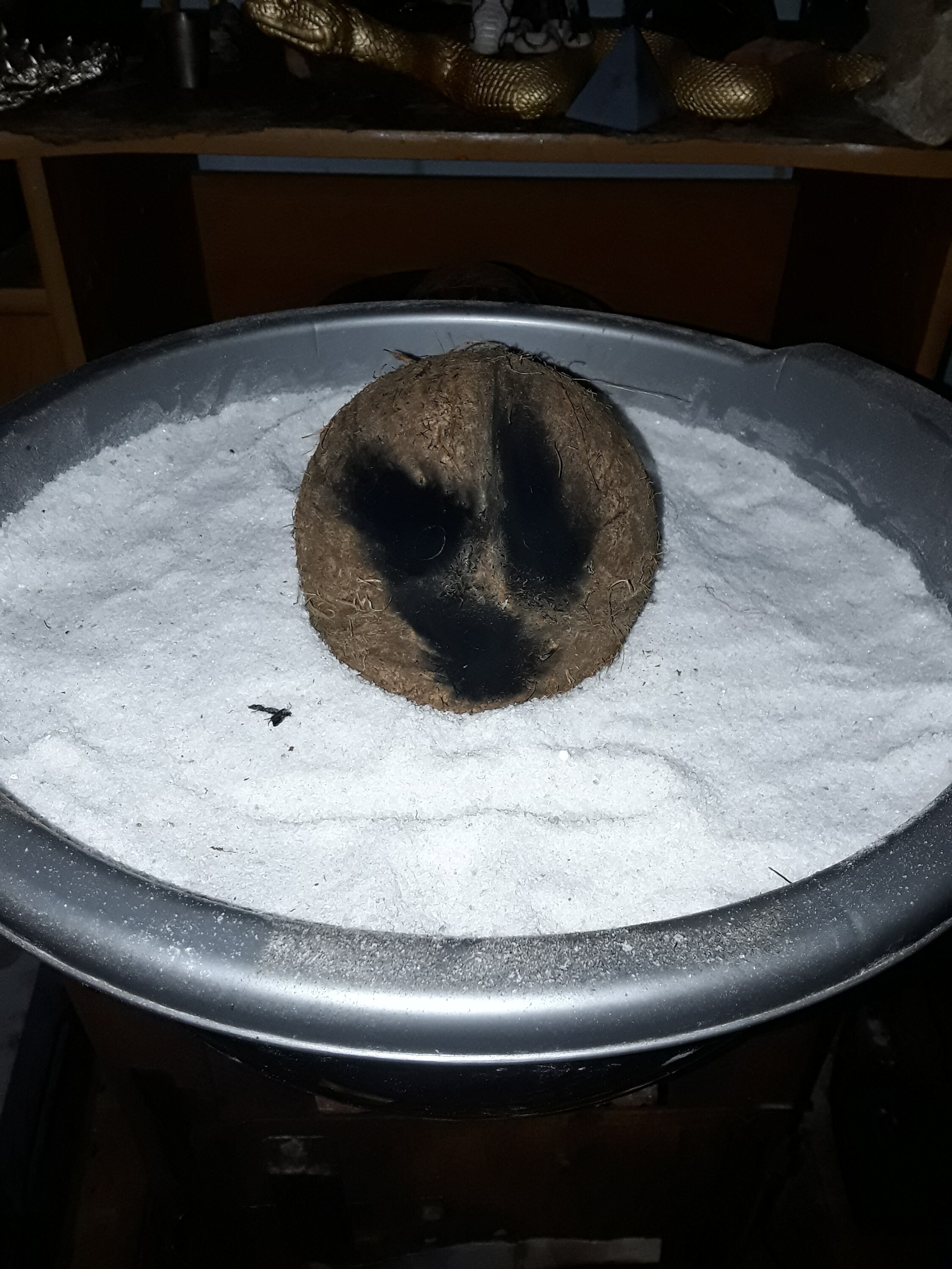 Sihr Curse of the Salt - Etsy