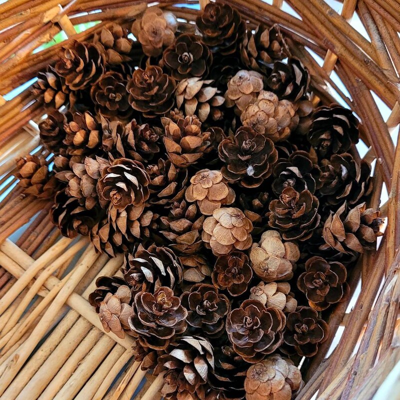 Hemlock Pine Cones - Etsy
