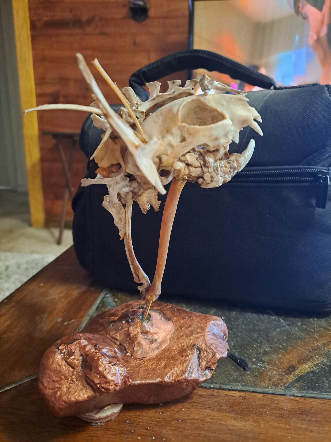 Real Cat Bone Sculpture klingon Cat - Etsy