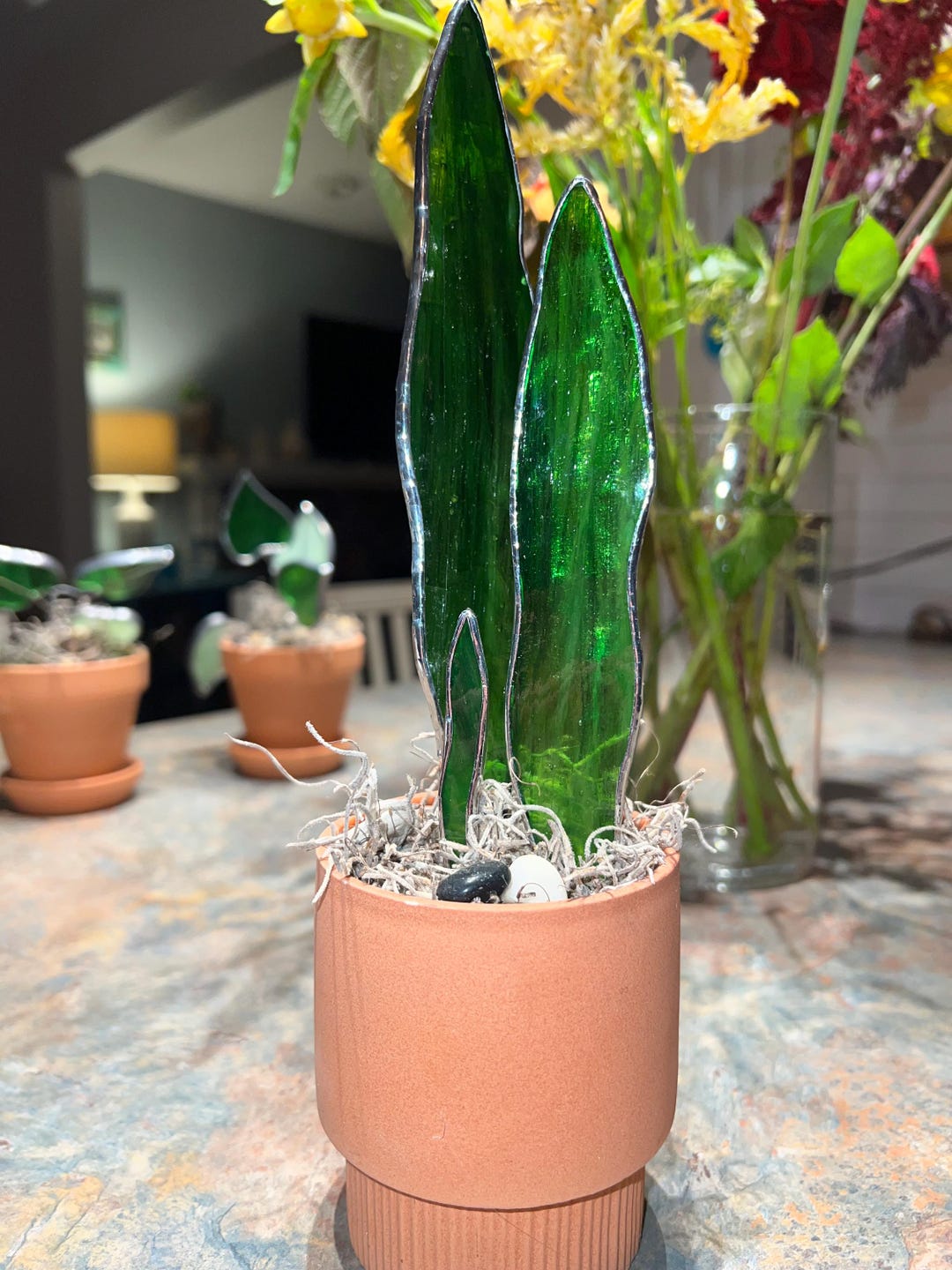 Stained Glass Snake Plant and Philodendron Starter Plants | Desk Plants ...
