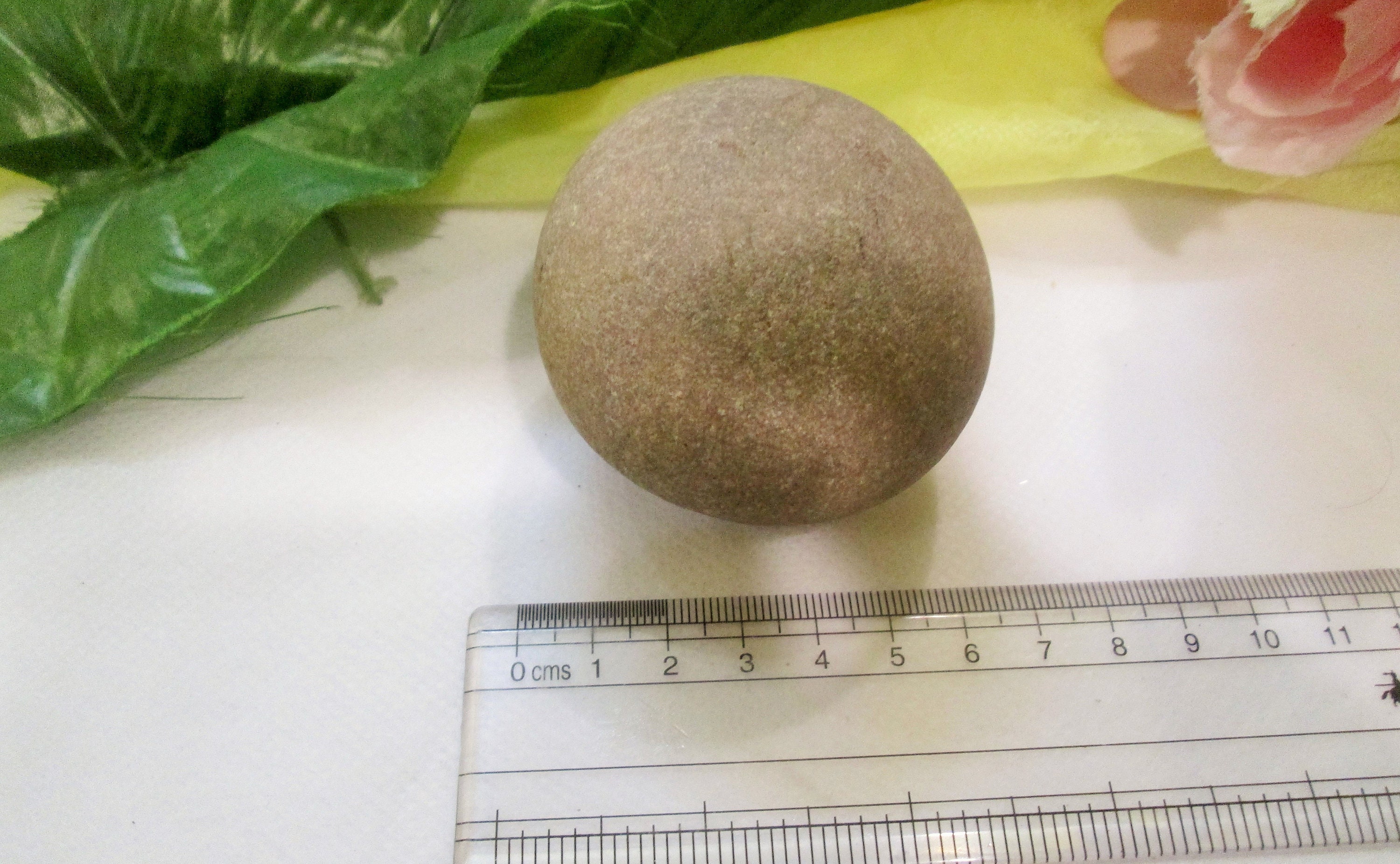 Potato Rock Specimen Fossil Large 65mm Potato Fossil | Etsy