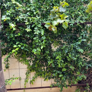 4" Square Mesh Simple Wall / Stand Alone Trellis, Solid Commercial ...
