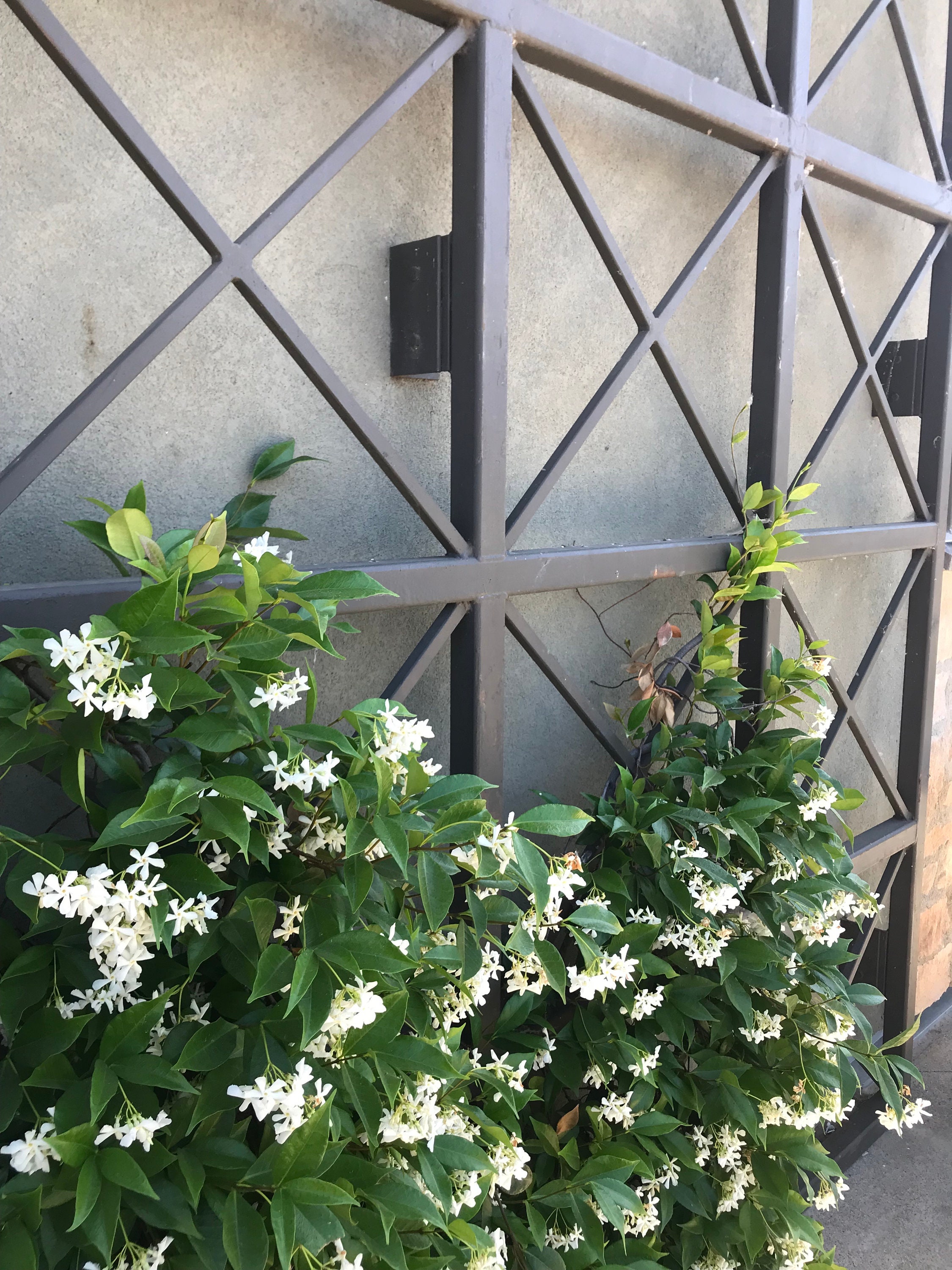 Rustic Barn-style Trellis, Rust-proof Outdoor Trellis for Garden ...