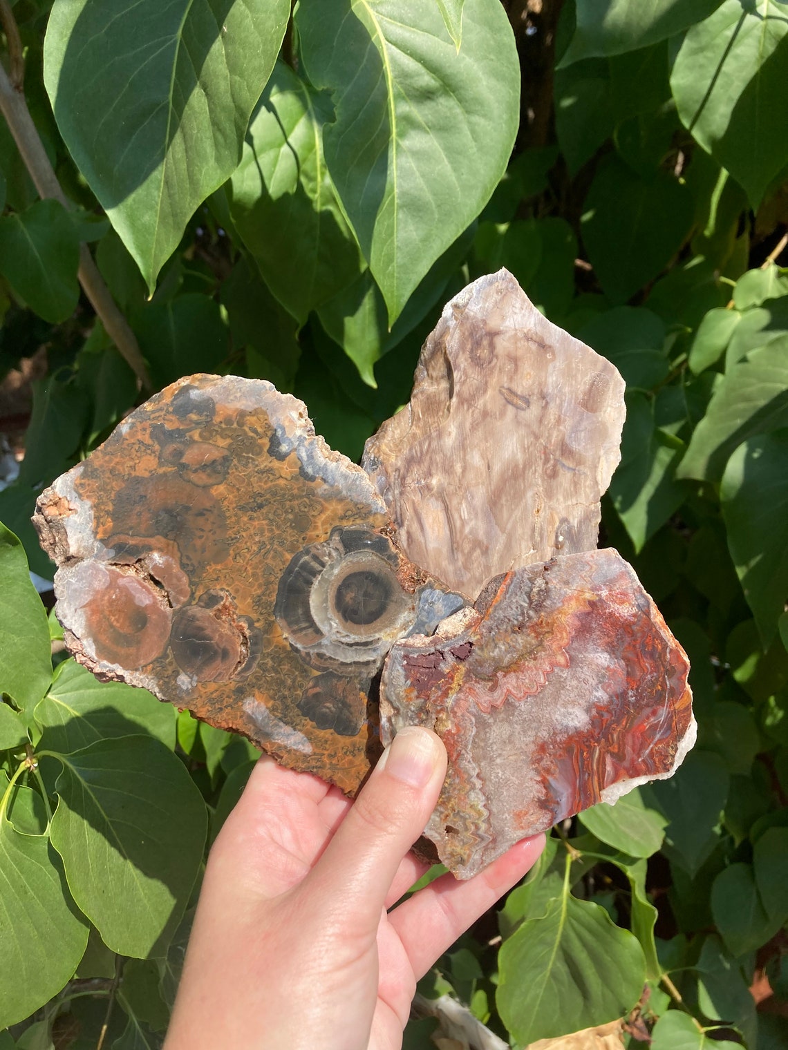 Bag of Mystery Slabs Cabbing Slabs Lapidary Slabs Raw - Etsy