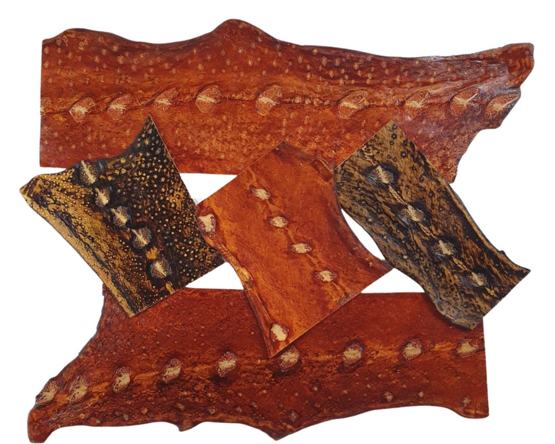 Fish Skin Pre-cut Sturgeon Leather Pieces, for Inlays, Patchwork, Decor ...