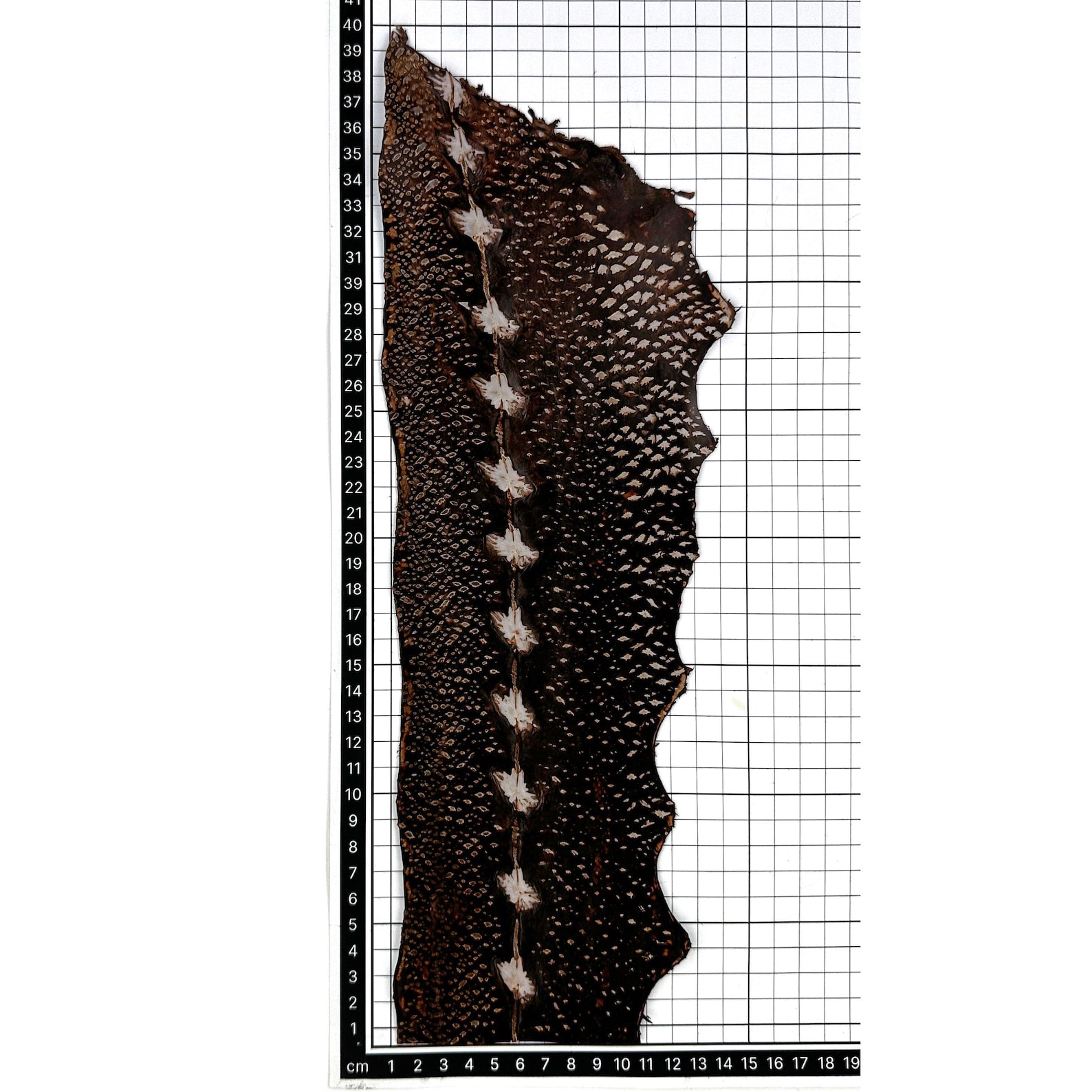 Pre-cut Fish Leather Pieces, Exotic Leather, Leather Craft Supply ...