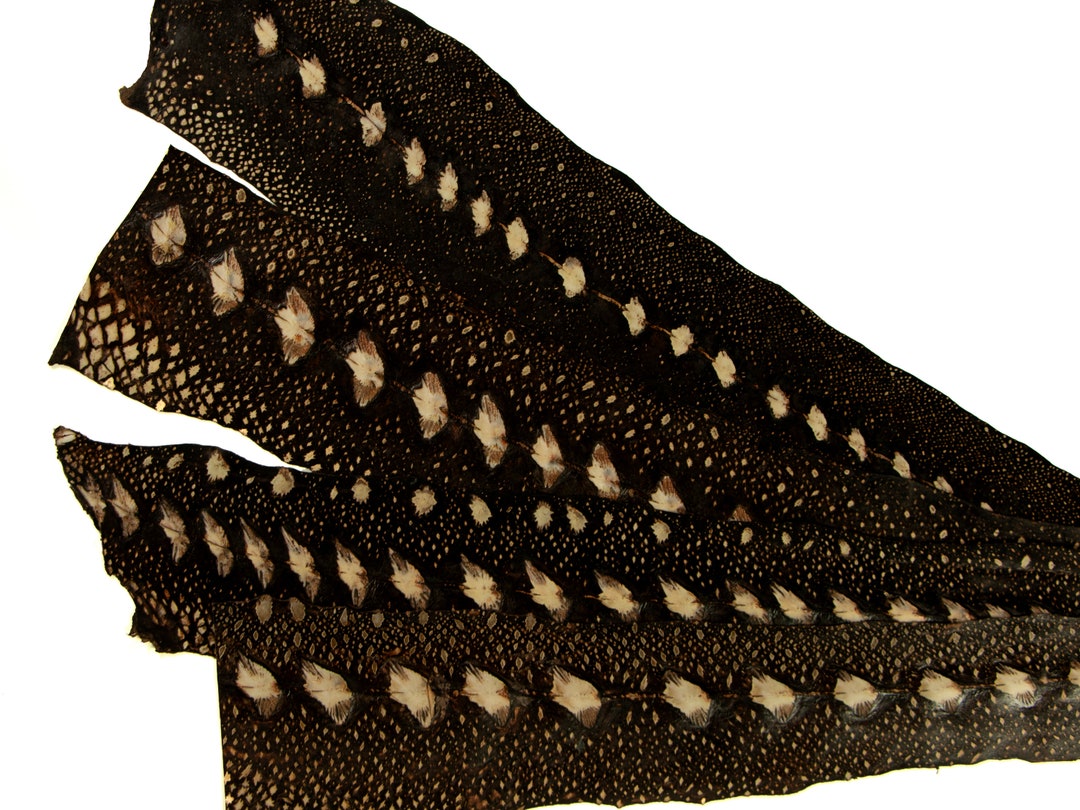 Exotic Fish Leather Hides for Crafts, Decor Needs, Creative Leather ...