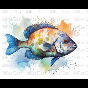 Bluegill Watercolor - Digital Download - Etsy