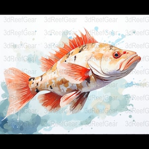 Cod Watercolor - Digital Download - Etsy