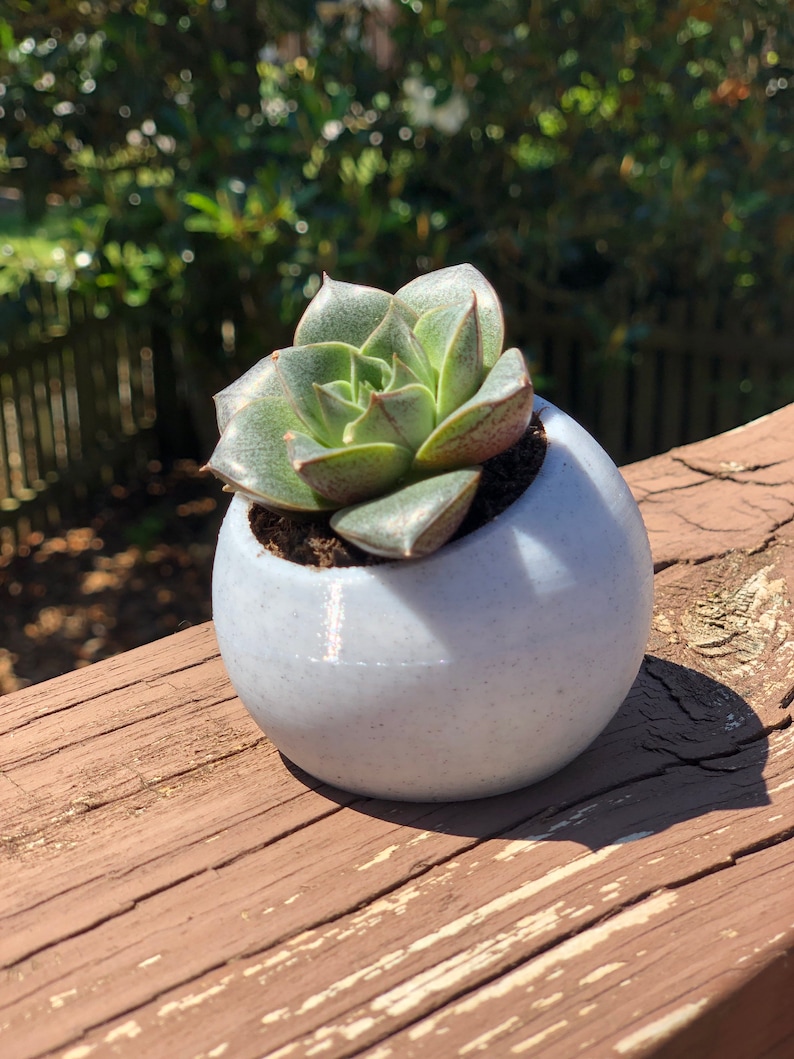Circular Round Planter Angled Top Succulent Plant Pot - Etsy