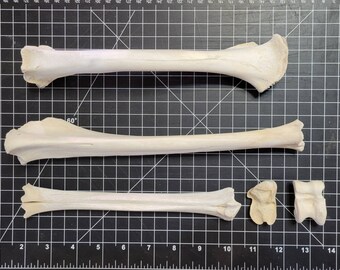 Deer Leg Bones - Etsy