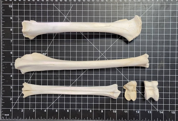 Deer Tibia Bone