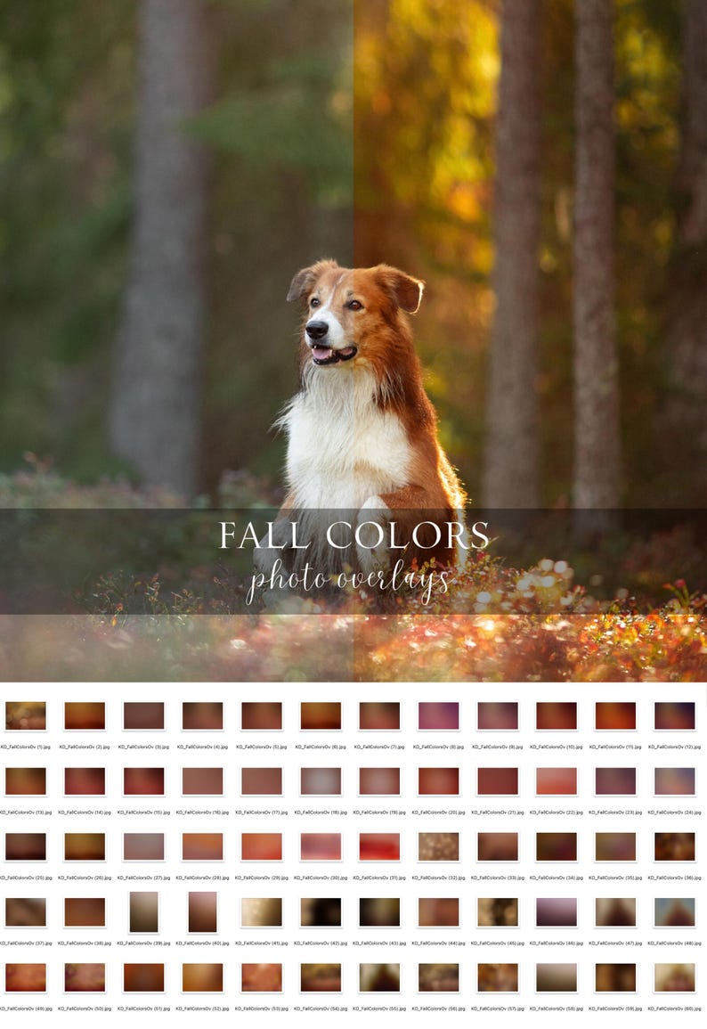 60 Fall Colors Photo Overlays: Warm Light, Pastel Photoshop Filters ...