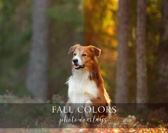 Autumn Leaf Photo Overlays: Painted Fall Photography Effects (digital ...