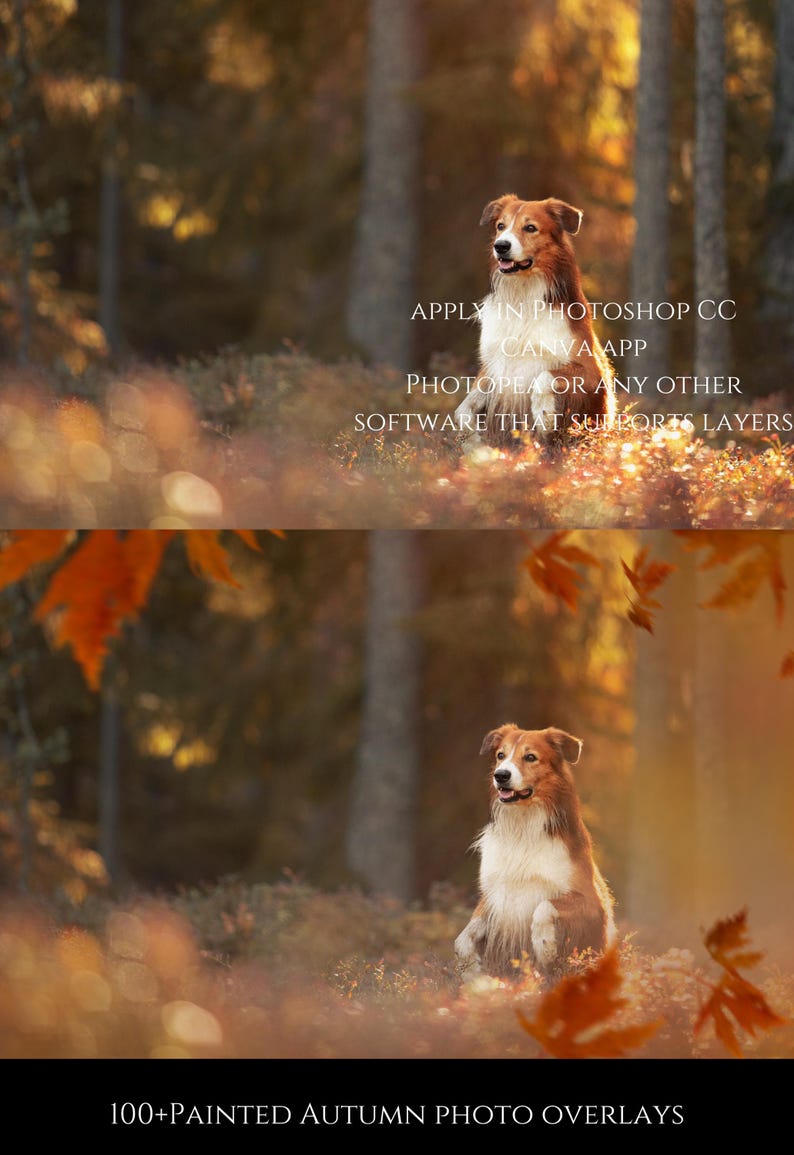 Autumn Leaf Photo Overlays: Painted Fall Photography Effects (digital ...