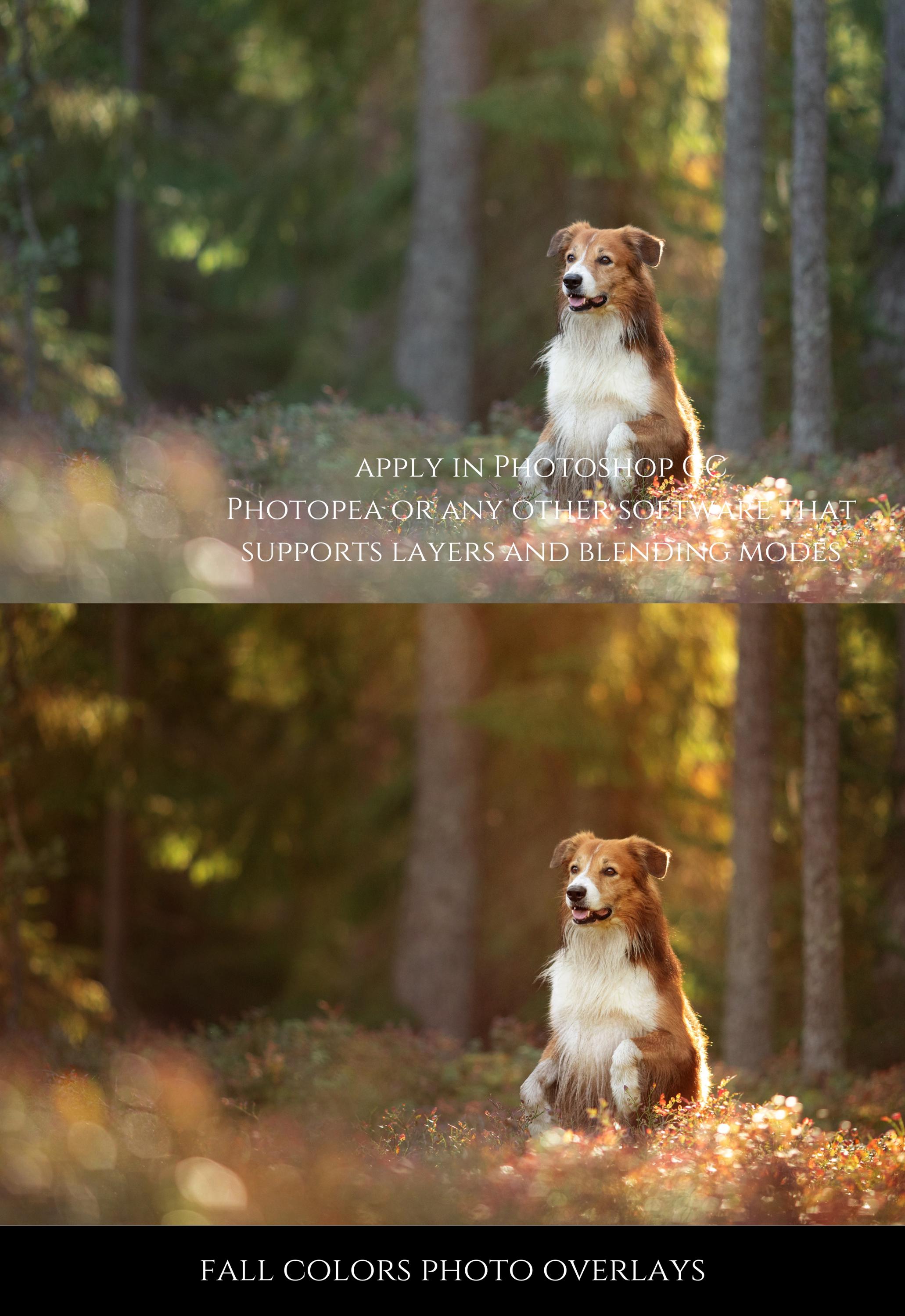 60 Fall Colors Photo Overlays: Warm Light, Pastel Photoshop Filters ...