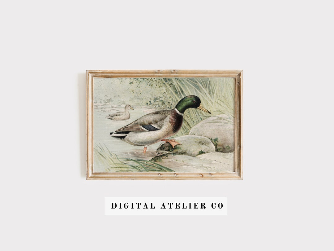 Vintage Duck Print: Farmhouse Nursery Wall Art (digital Download) 2106 ...