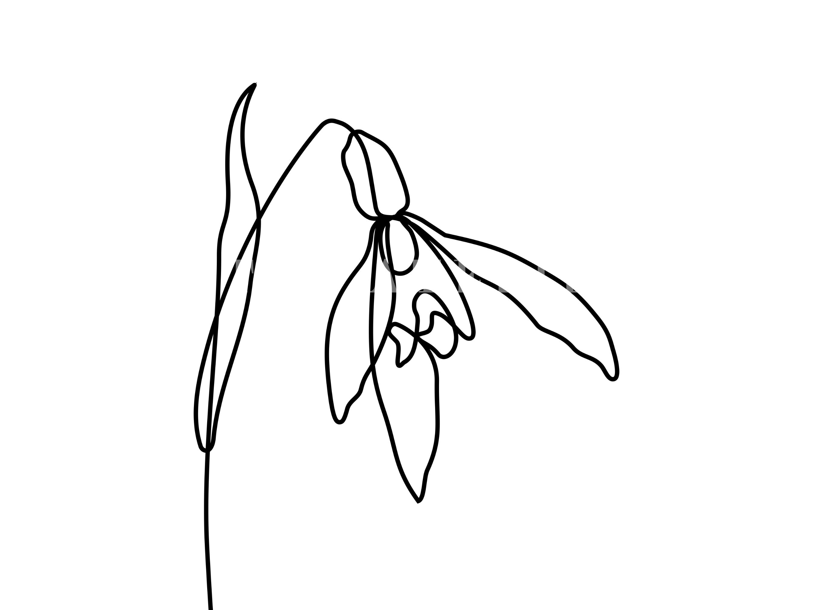 January Birth Flower Snowdrop Line Art Drawing Home Printable - Etsy