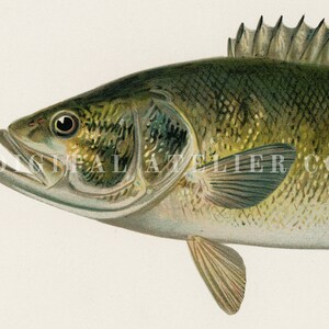 Bass Print Vintage Fish Print Fishing Gift Fish Print Fish Drawing 2104 ...