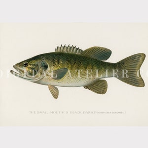 Bass Print Vintage Fish Print Fishing Gift Fish Print Fish Drawing 2104 ...