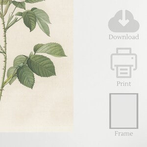 Antique Print Botanical White Rose Sketch Vintage Floral Print 2171 - Etsy