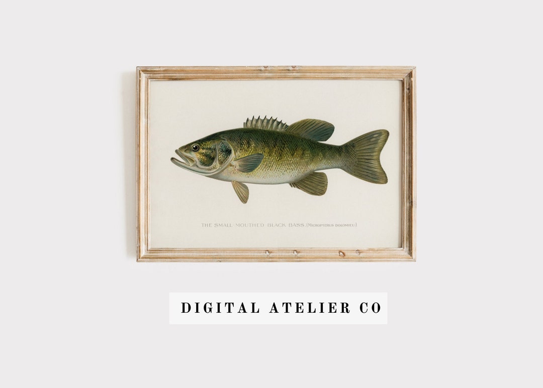 Bass Print Vintage Fish Print Fishing Gift Fish Print Fish Drawing 2104 ...