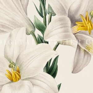 Vintage Lily Botanical Print: Antique Floral Wall Art (digital Download ...