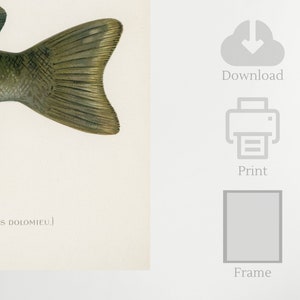 Bass Print Vintage Fish Print Fishing Gift Fish Print Fish Drawing 2104 ...