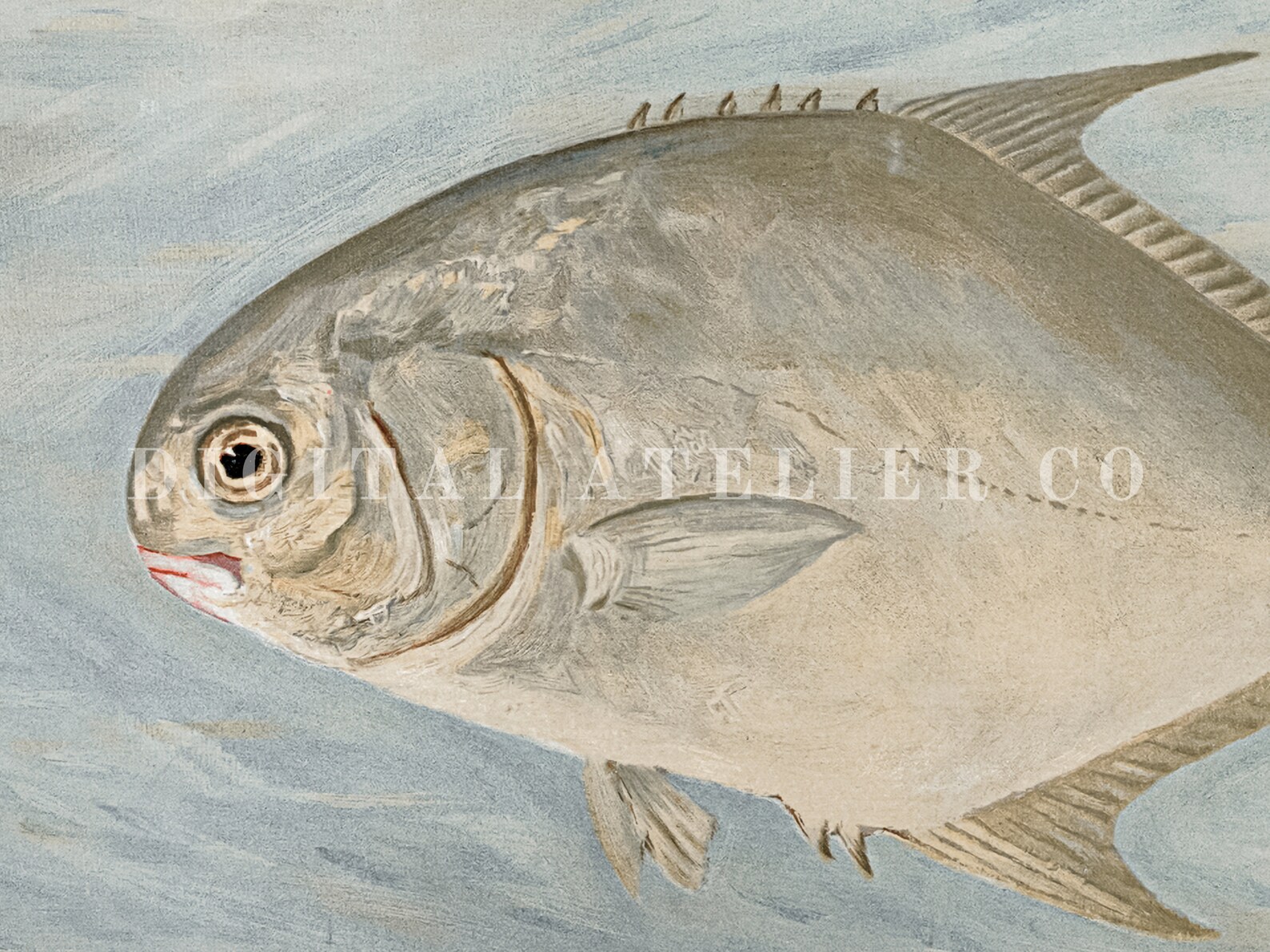 Vintage Fish Print Fishing Painting Fish Art Wall Decor Antique Nature ...