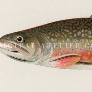 Salmon Fish Print Fish Painting Vintage Fish Art 2103 - Etsy
