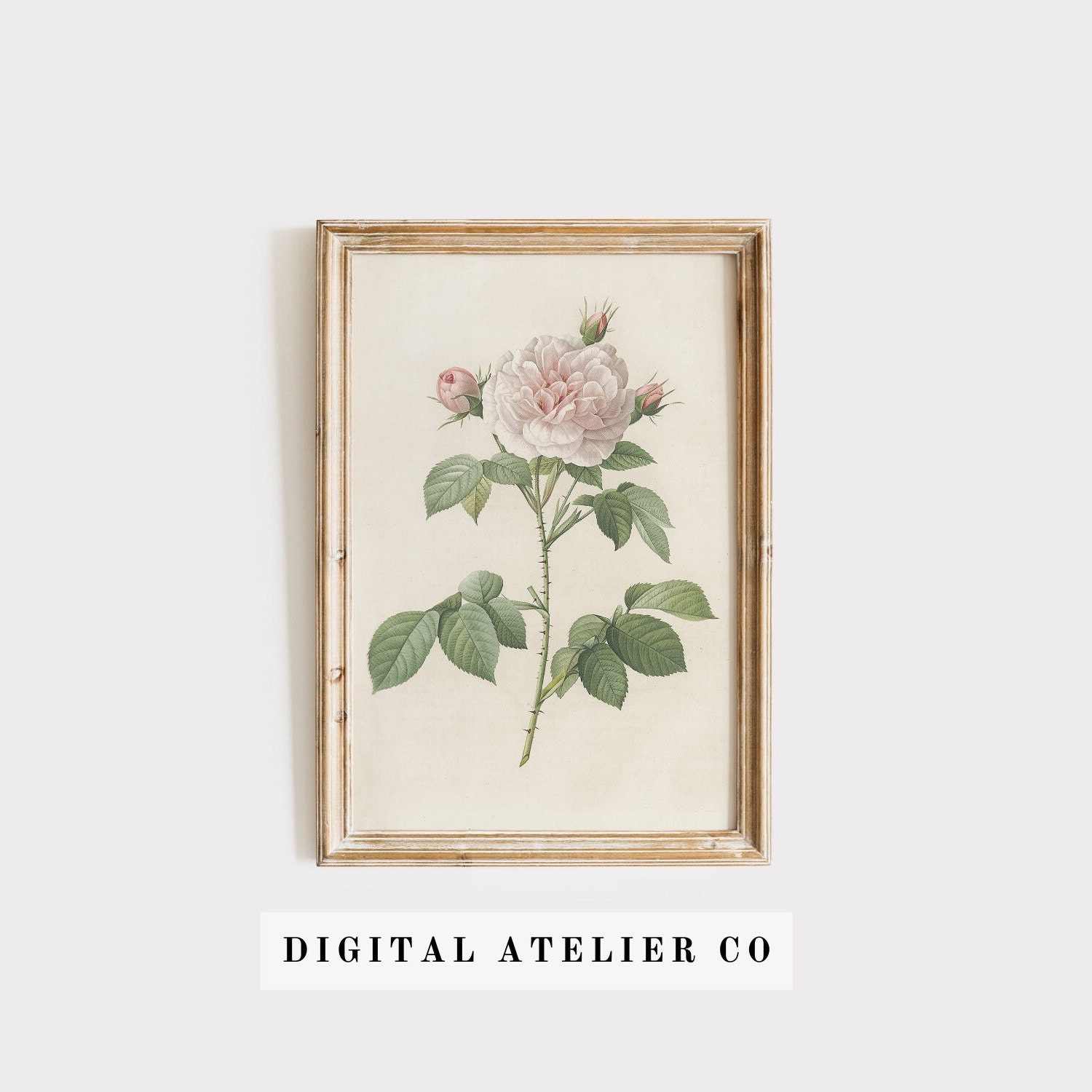 Antique Print Botanical White Rose Sketch Vintage Floral Print 2171 - Etsy
