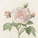 Antique Print Botanical White Rose Sketch Vintage Floral Print 2171 - Etsy