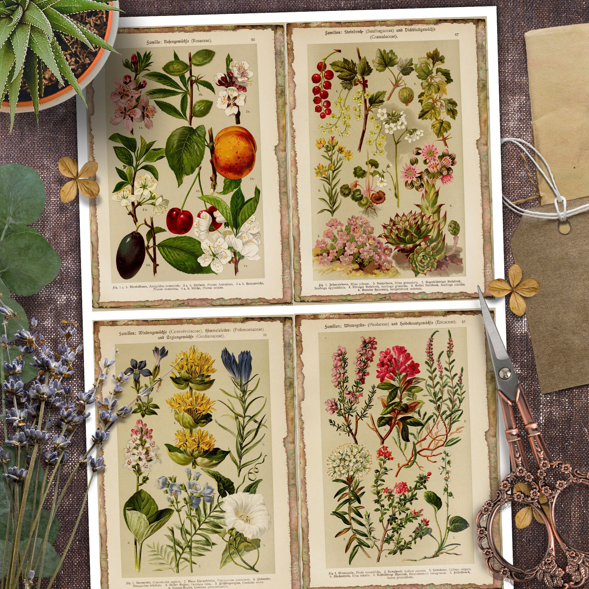 Botanical Digital Cards Printables Vintage CARD Papers for - Etsy