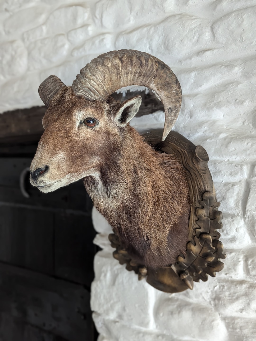 Taxidermy Adult Male European Mouflon (ancient Wild Sheep) Full Head ...