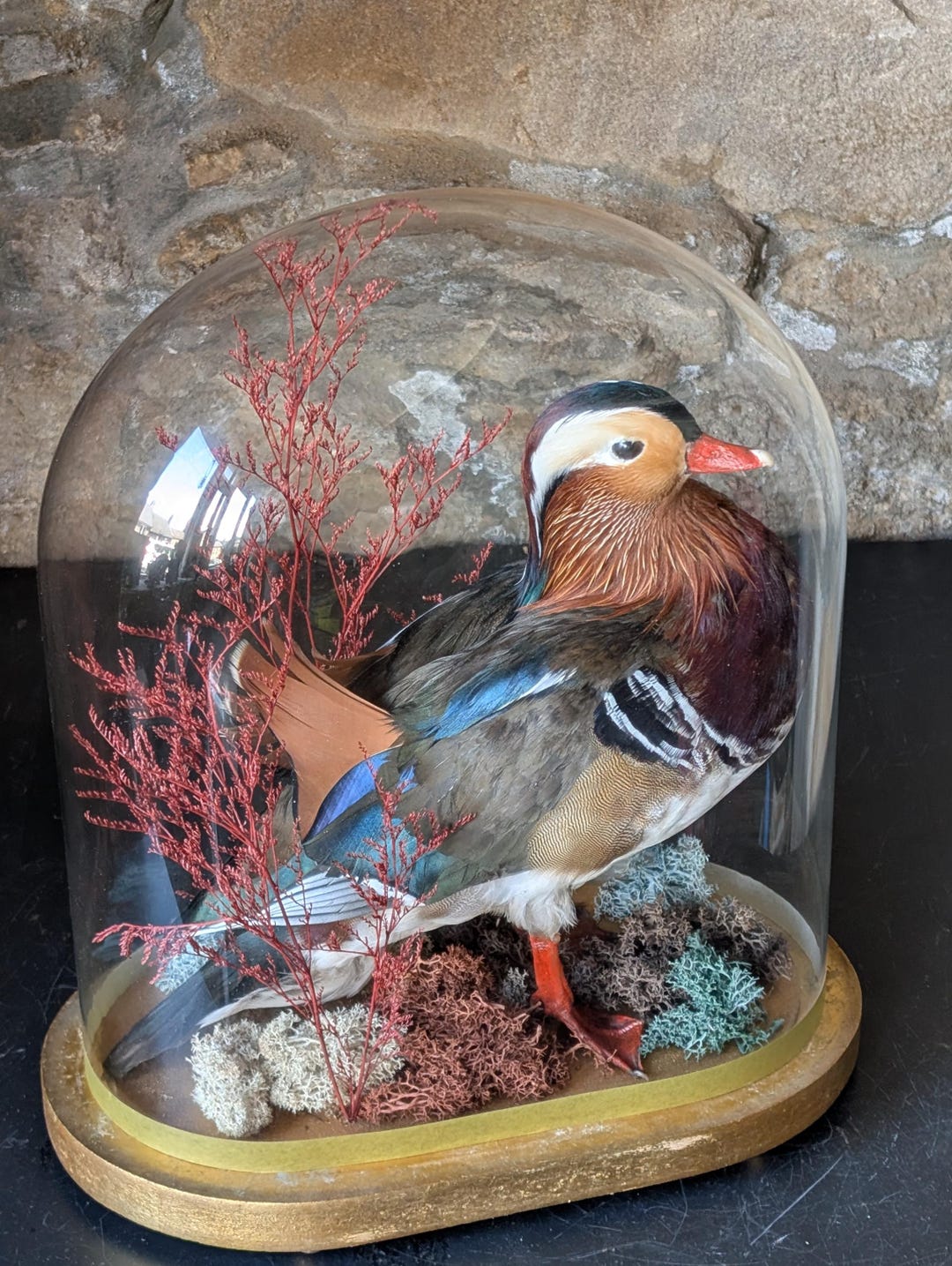 A Stunning Taxidermy European Mandarin Duck. Drake Bird. in a Period ...