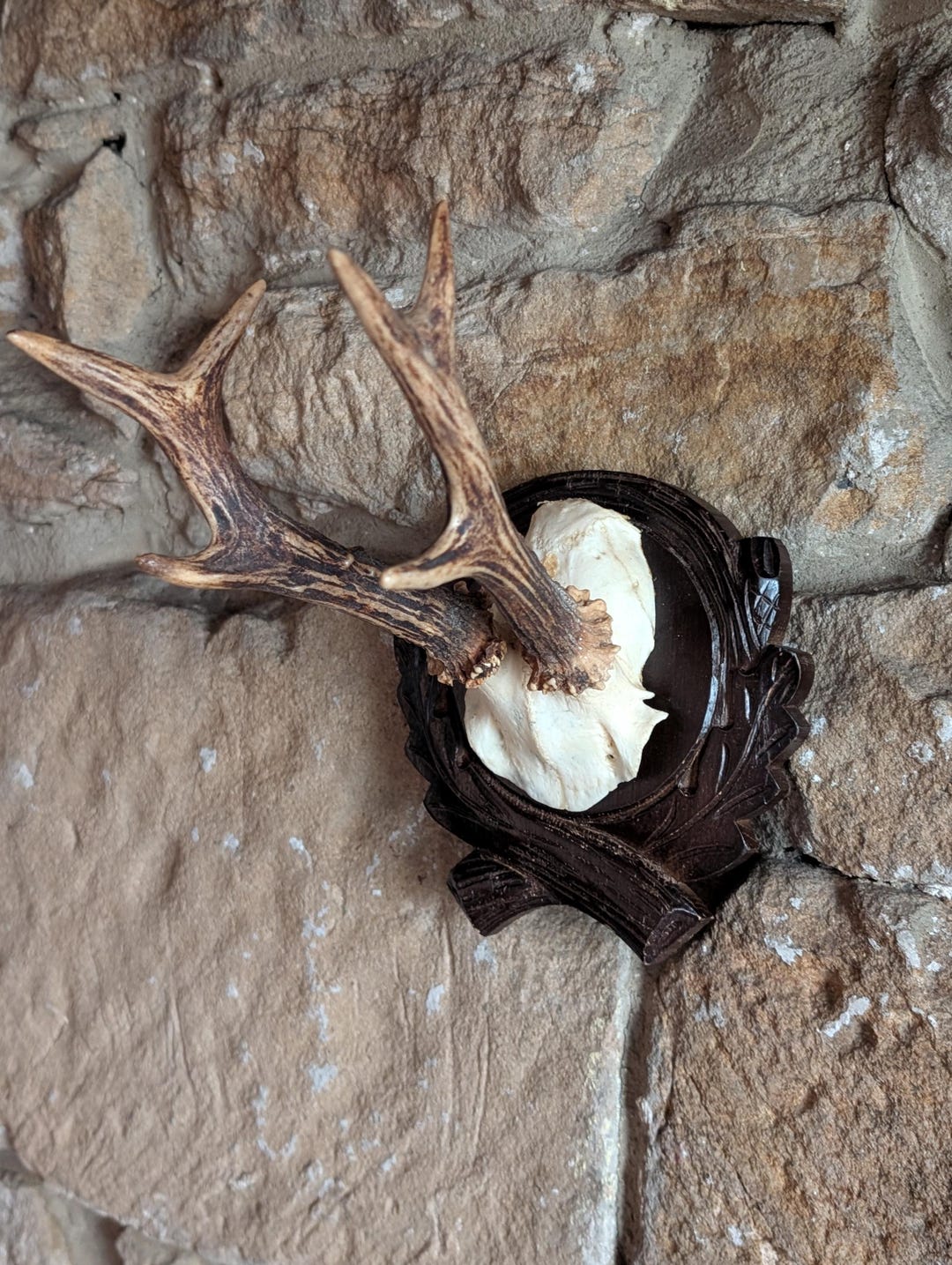 Vintage Taxidermy Roe Deer Skulls & Antlers. 6 Pointers. on a Dark Wood ...