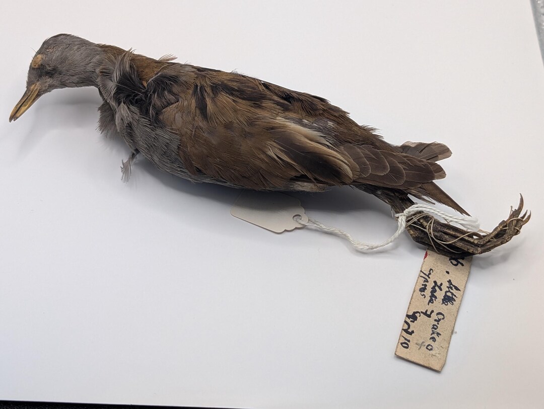 Taxidermy Bird Study Skin. Female Little Crake. Antique 1910, Early ...