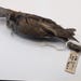 Taxidermy Bird Study Skin. Grey Plover. Female Late 19th Century ...