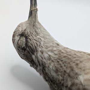 Taxidermy Bird Study Skin. Grey Plover. Female Late 19th Century ...