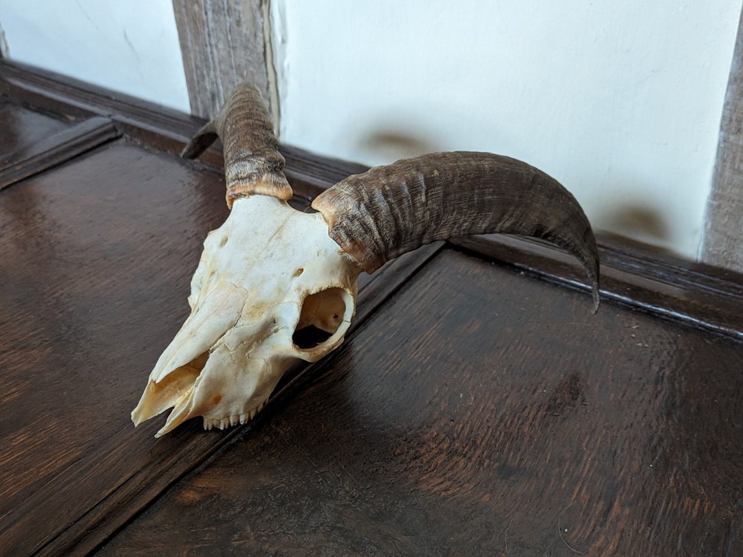 Taxidermy European Mouflon ancient Wild Sheep Horns and Skull. A Larger ...