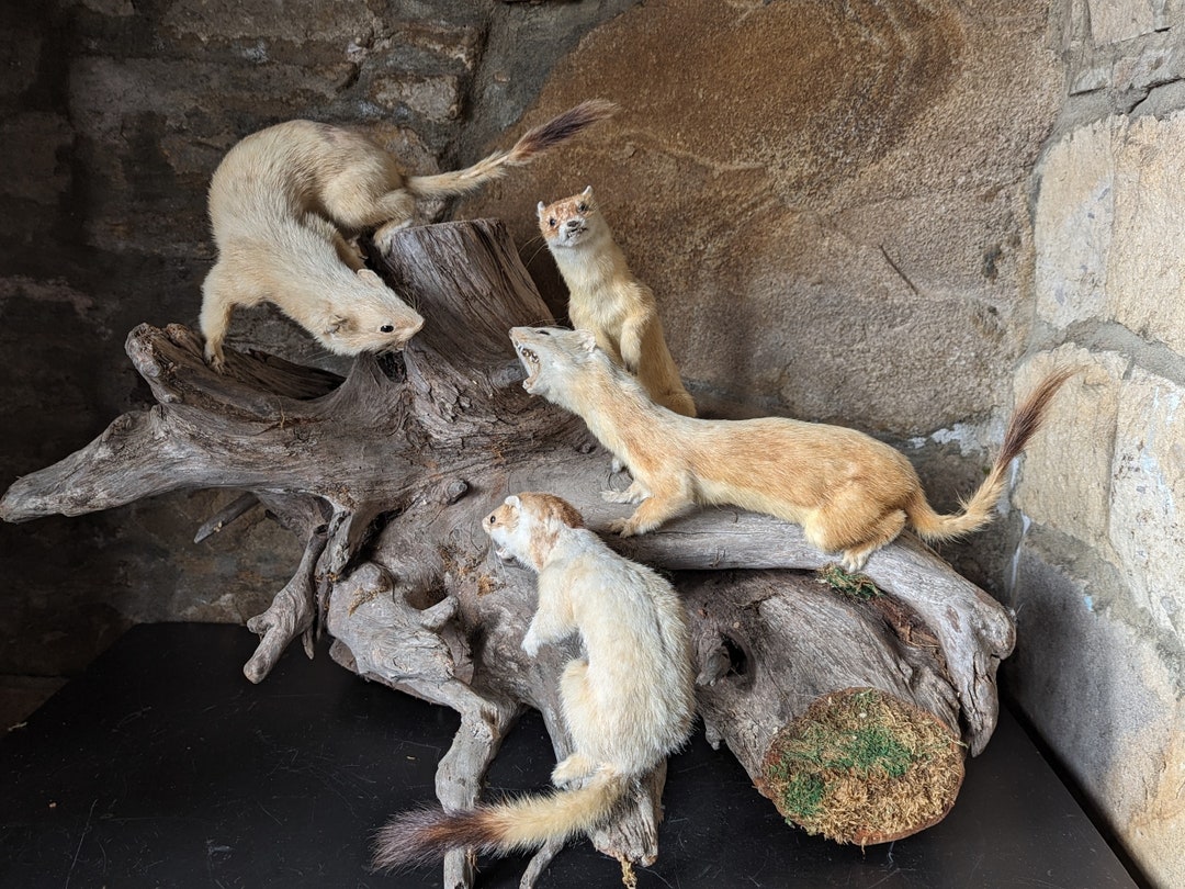 Four Taxidermy Stoats (ermine) in Winter Coats. Mounted on a Large Log ...