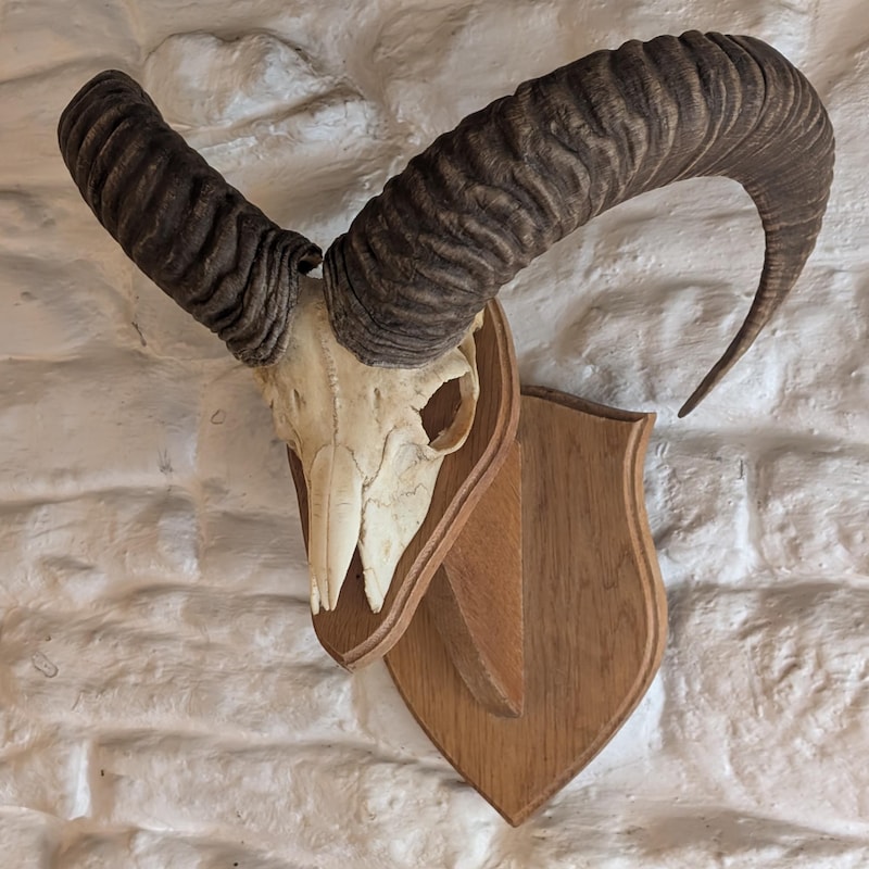 Trophy Shield - Etsy UK