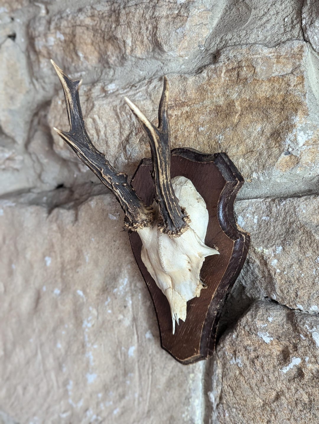 Vintage Taxidermy Roe Deer Skulls & Antlers. 5 Pointers. on a Dark Wood ...